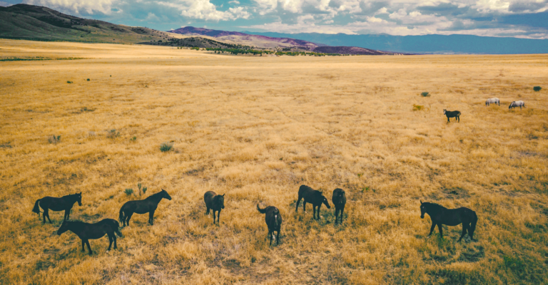 Portfolio | Teton Ridge