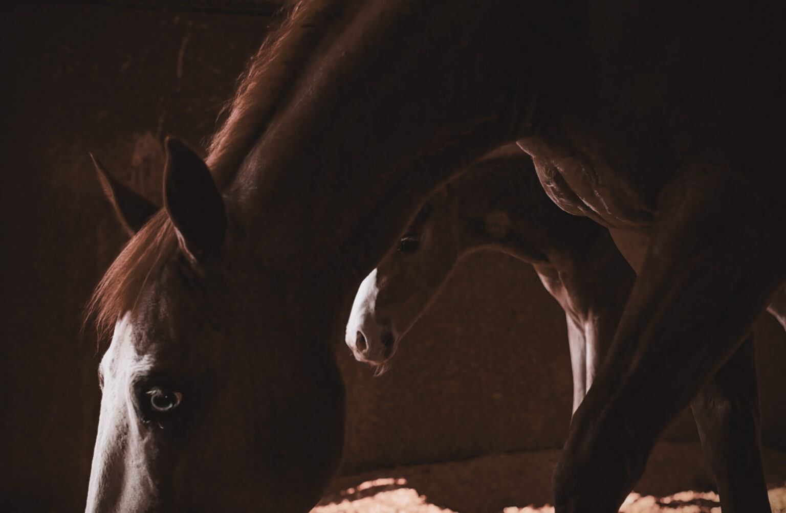 Equine | Teton Ridge