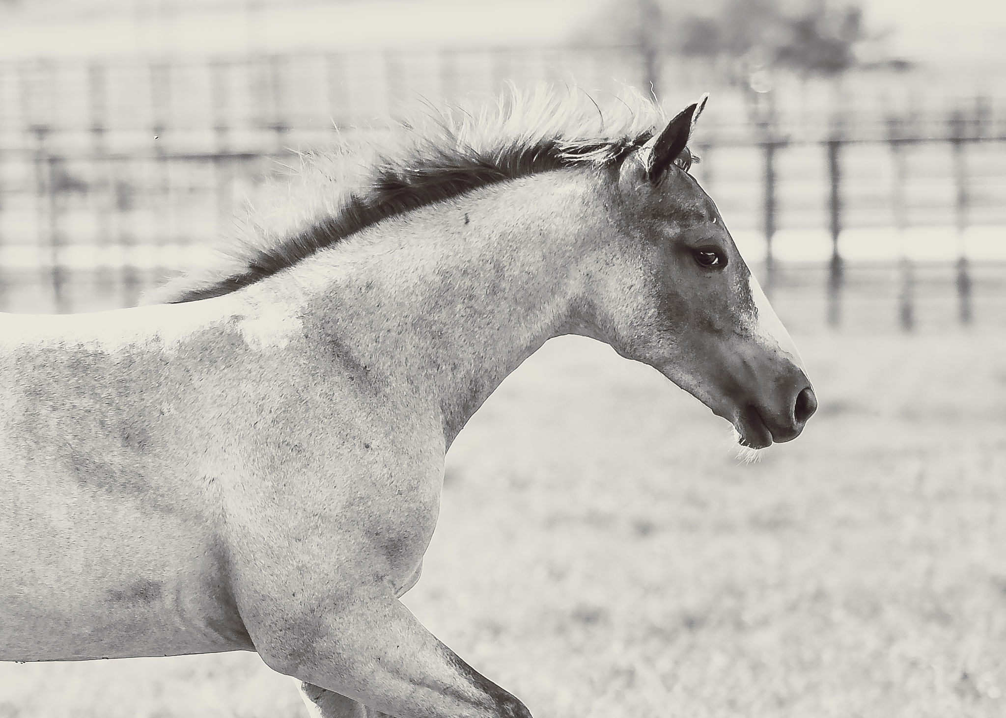 Equine | Teton Ridge