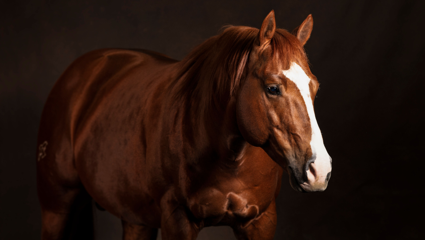 TR9 Breeding Program - Teton Ridge