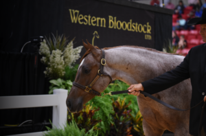 Equine | Teton Ridge