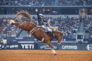 Equine | Teton Ridge
